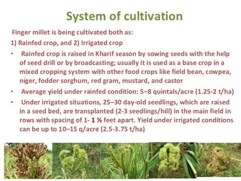 1162 Experience Of System Of Crop Intensification Sci In Finger Mil…