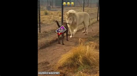 صاحبك لما يكون معه روم 😂😂😅 Youtube