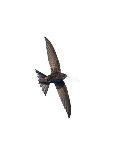 Isolated Flying Black Swift Stock Image Image Of Blue Speed 268227271