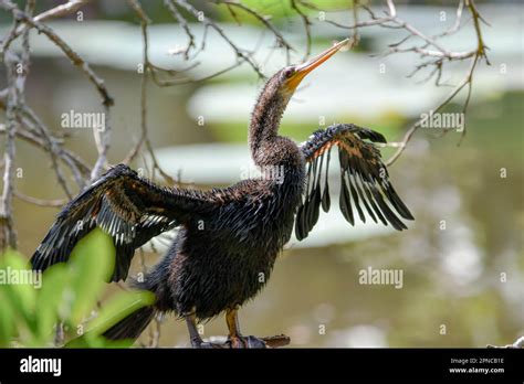 Anhinga Trocknen Nach Dem Schwimmen Fotos Und Bildmaterial In Hoher