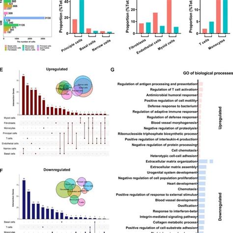 Single Cell Transcriptomes Of The Epididymal Initial Segment Of 3 And