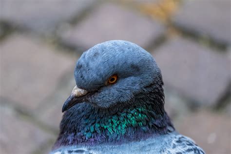 Breeding Racing Pigeons Made Simple Animal Scene Magazine