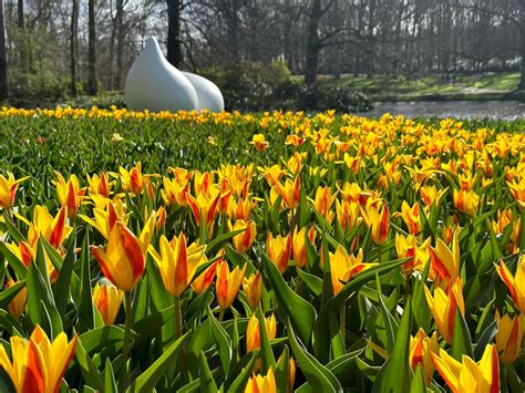 Keukenhof 23 03 2023 Tulip Festival Amsterdam