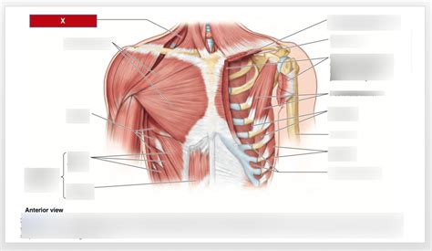 Thorax Muscles Diagram Quizlet
