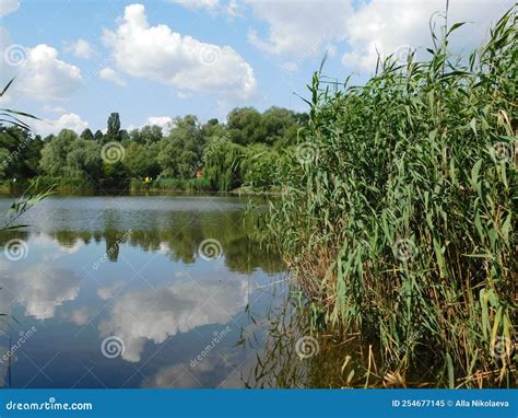 Beautiful Summer Landscape Tall Grass Growing On The Lake Stock Image