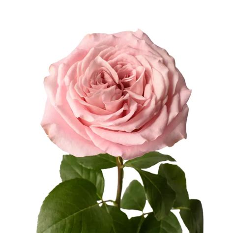 Roses 50cm Pink Sweet 4 Love Savannah Flowers Corp