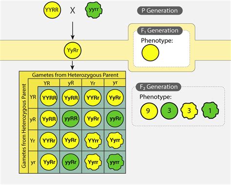 Heredity And Evolution For Class 10 Science Summary Notes