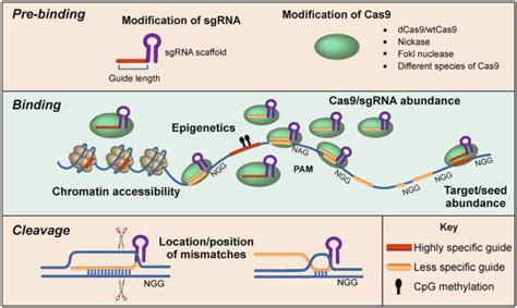 Target Specificity Of The CRISPR Cas9 System PMC