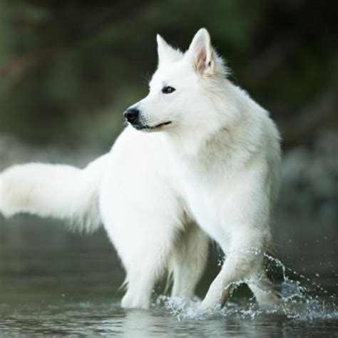 Una Raza De Perro Alto Y Elegante