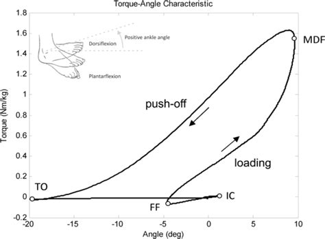 Torque Angle Plot Of The Human Ankle In A Natural Gait The Values Are