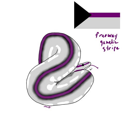 Demisexual Freeway Genetic Stripe Ball Python R Lgbt