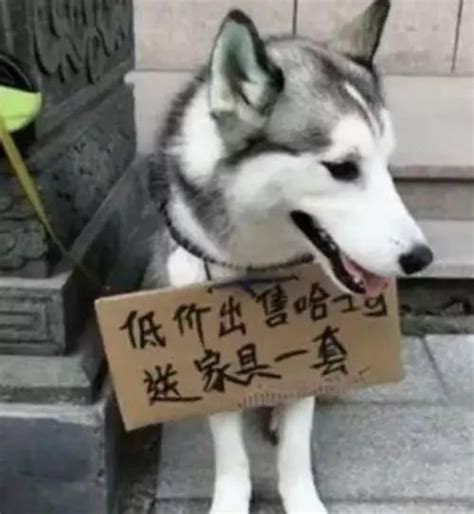 有不拆家的哈士奇麼？ 每日頭條