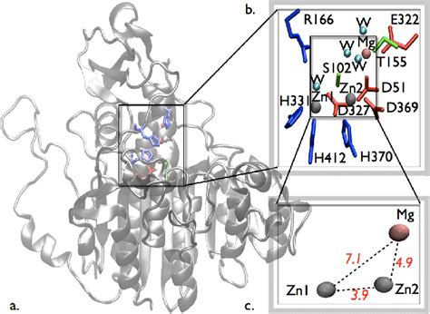 A Chain A Of A Wild Type Dimer Is Shown In A Secondary Structure