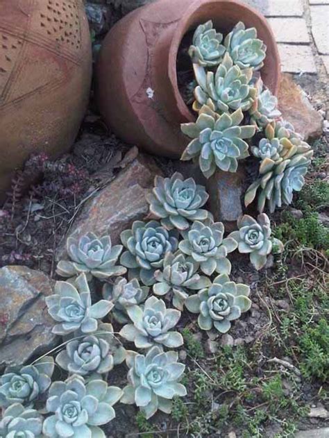 Дизайн клумб на даче: как сделать оригинальный "Цветочный ручей"