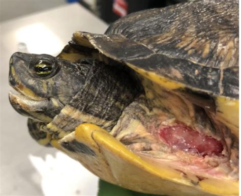 Managing Traumatic Injuries Turtle Ally Certification Program