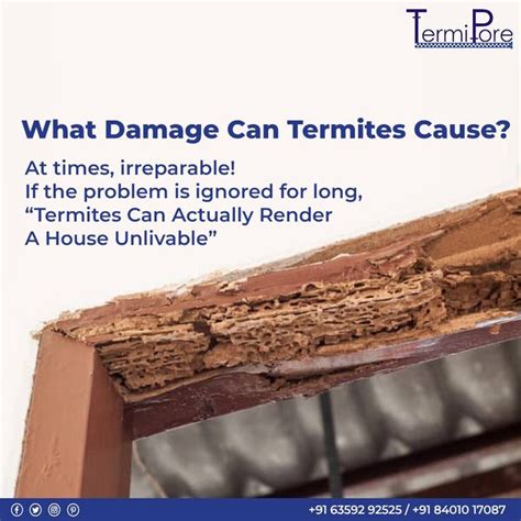 Anti Termite Reticulation System Termites Termite Prevention Pest