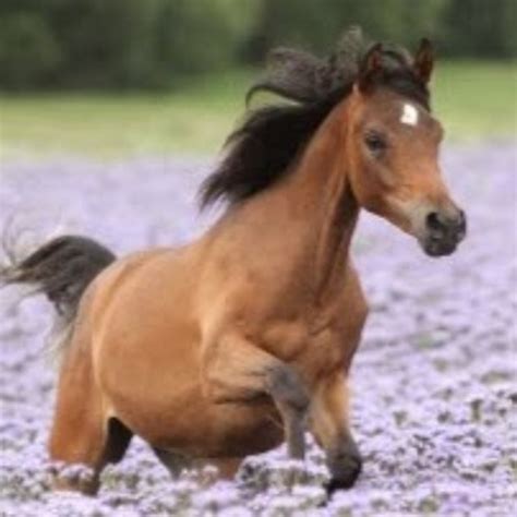 Stream Khaled Kamel Music Listen To Songs Albums Playlists For Free