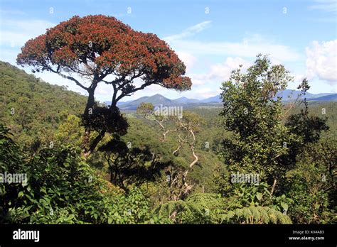 Lonely Rhododendron Tree In The Horton Plains National Park Sri Lanka