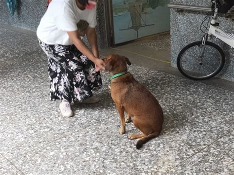 浪浪成為校犬「小米」受師生喜愛 埔里國中獲校園犬績優學校 寵物交流區 公仔箱論壇 Powered By Discuz