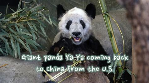 Giant Panda Ya Ya Coming Back To China From The U S CGTN