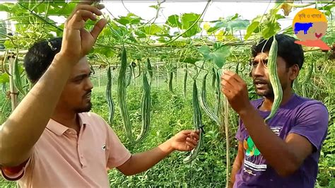 নদীর চরে চিচিঙ্গা চাষ করে সফল পাইক পাড়ার কৃষক নিধন দাঁ ।চিচিঙ্গা চাষ