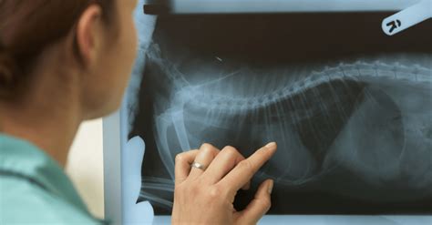 Can X Rays Detect Cancer In Dogs