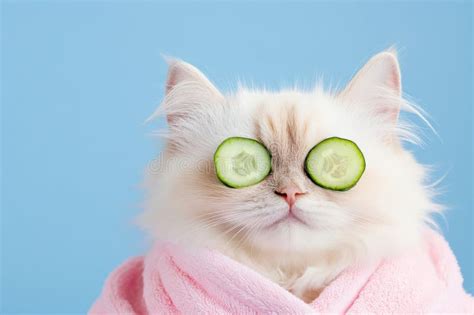Fluffy White Persian Cat Relaxes In A Spa Wearing A Pink Bathrobe With