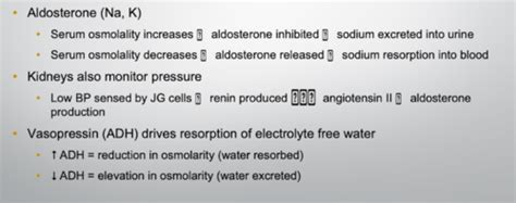 Glomerular Disease Flashcards Quizlet