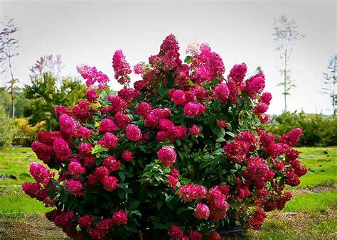 Firelight Hydrangeas For Sale Online The Tree Center