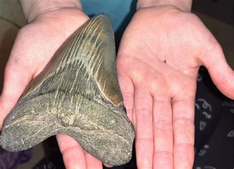 On A Maryland Beach Abd A 9 Year Old Girl Discovered A Rare Megalodon