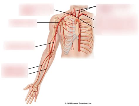 Arteries Upper Body Diagram Quizlet