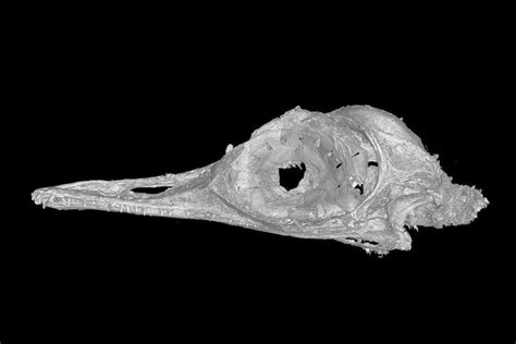 Fossil Of Tiny Hummingbird Like Dinosaur With Teeth Found In 99 Million