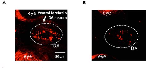 Figure 1 From Protocol For Image Based Small Molecule Screen To
