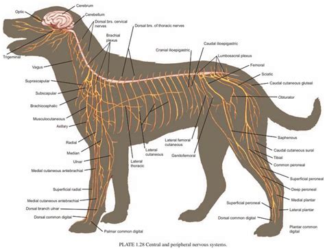 Dog Nervous System
