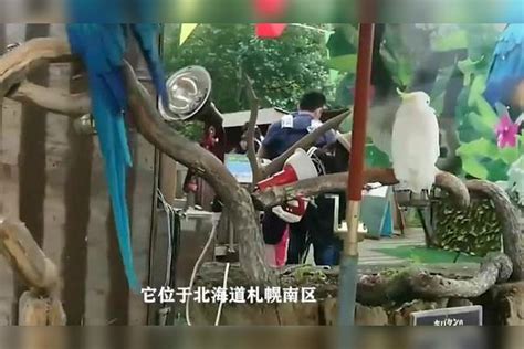 入园必须签订生死状的动物园，院内不设围墙，可以和老虎狮子互搏动物园围墙老虎