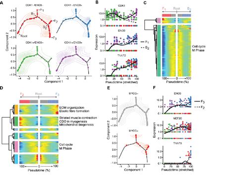 Single Cell Trajectory Analysis With Monocle Identifies Three My Xxx