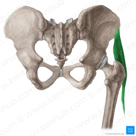 Musculus Tensor Fasciae Latae Anatomie Und Funktion Kenhub