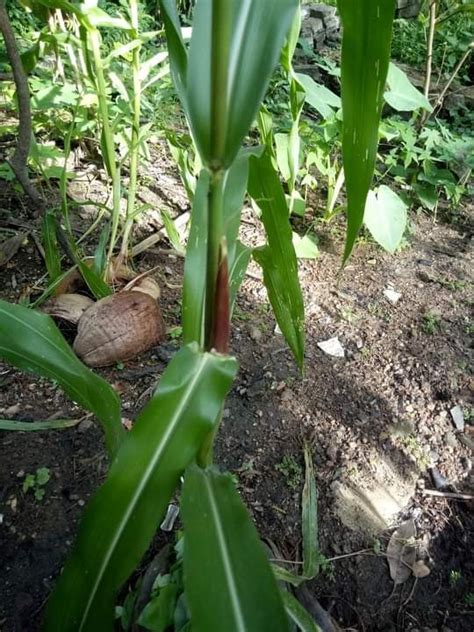 ගොවිබිම පතිග ඉරිගු හෙවත් රතුබඩ ඉරිගු බඩ ඉරිඟු යනු ලොකු