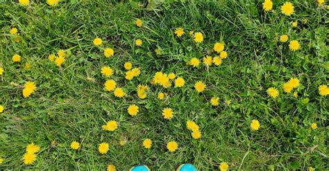 개인적인 관점 걷고 있는 경치 경치가 좋은 구두 패션 꽃 무늬 꽃무늬 나뭇잎 낮 노란 꽃 느긋한 다채로운 무성한 들판 민들레 발 보기 밝은 색