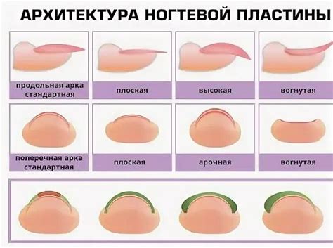Different Types Of Fingernail Normal Short Roofed Tubular Arched Flat