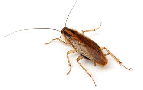 Cockroach Control Commercial Pest Control Noahs Ark Pest Control