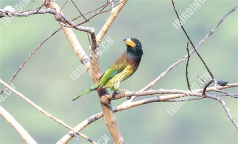 Greater Barbet Ibirding
