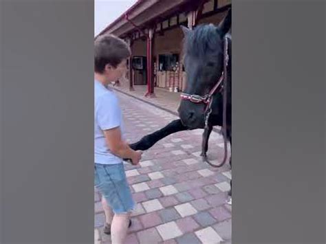 Гимнастика и массаж для лошади - YouTube