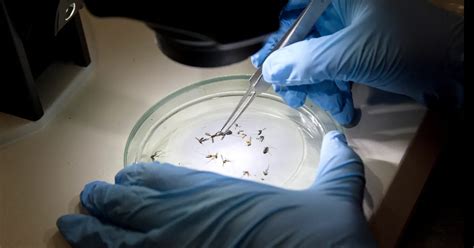 Científicos De La Unlp Descubrieron En El Amba Mutaciones Del Mosquito