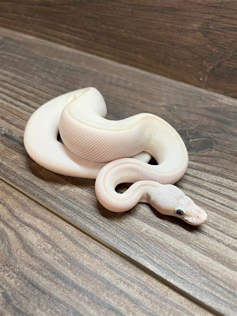 Mystic Lesser Ball Python By Limbitless Exotics Morphmarket Mystic Lesser Ball Python By Limbitless Exotics Morphmarket