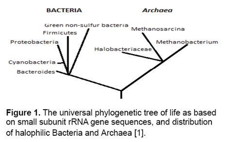 Halophilic Bacteria