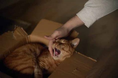 Why Do Cats Love Boxes Pets Report