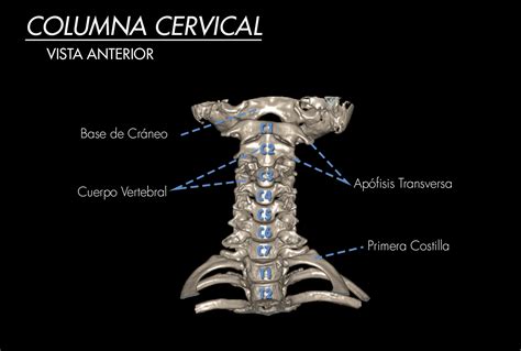 Atlas De Osteología Humana