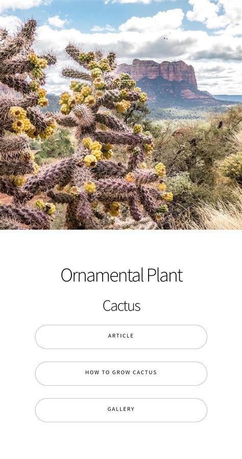 Cactus Guide Planting Techni Apk For Android Download