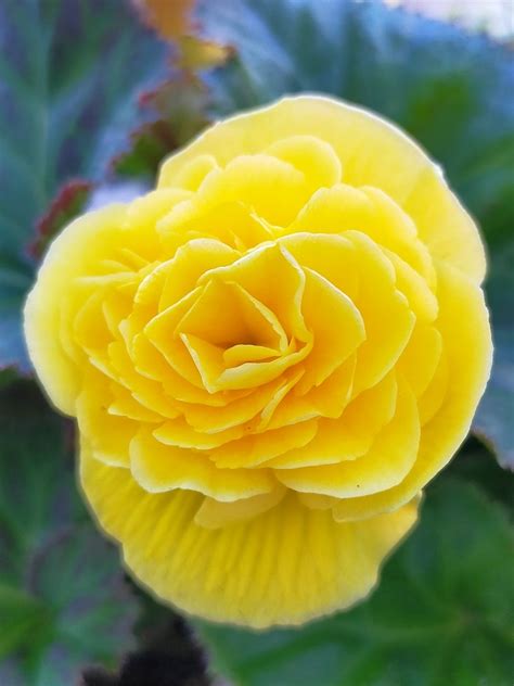 フォーチュンベゴニア 四季折々の花咲きグリーン